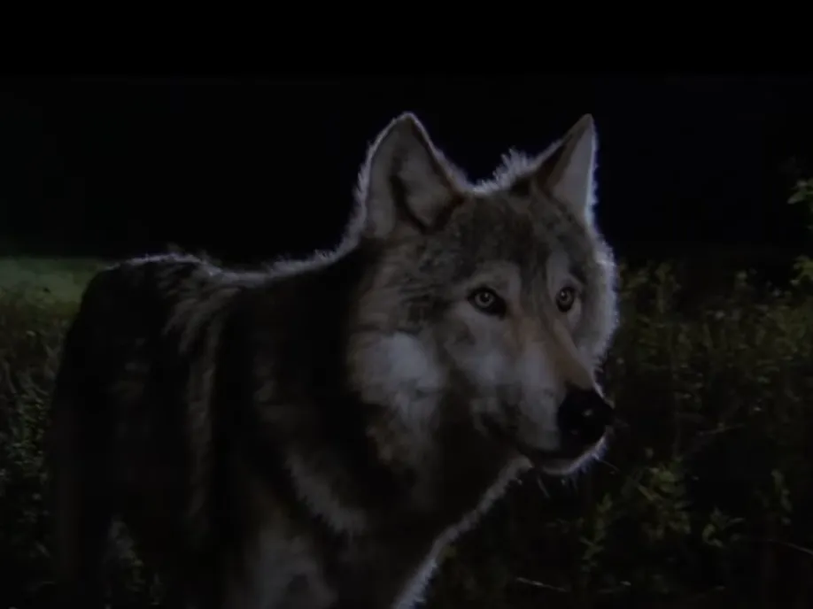 Incredible Behind-The-Scenes Facts About ‘Dances With Wolves’ – Diply